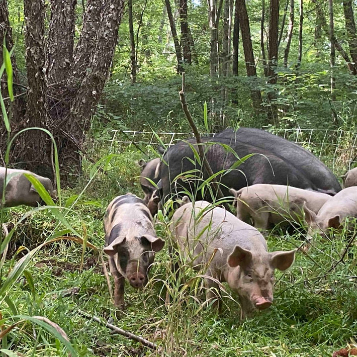 QUARTER PIG - DEPOSIT – Chicory Hill Farm